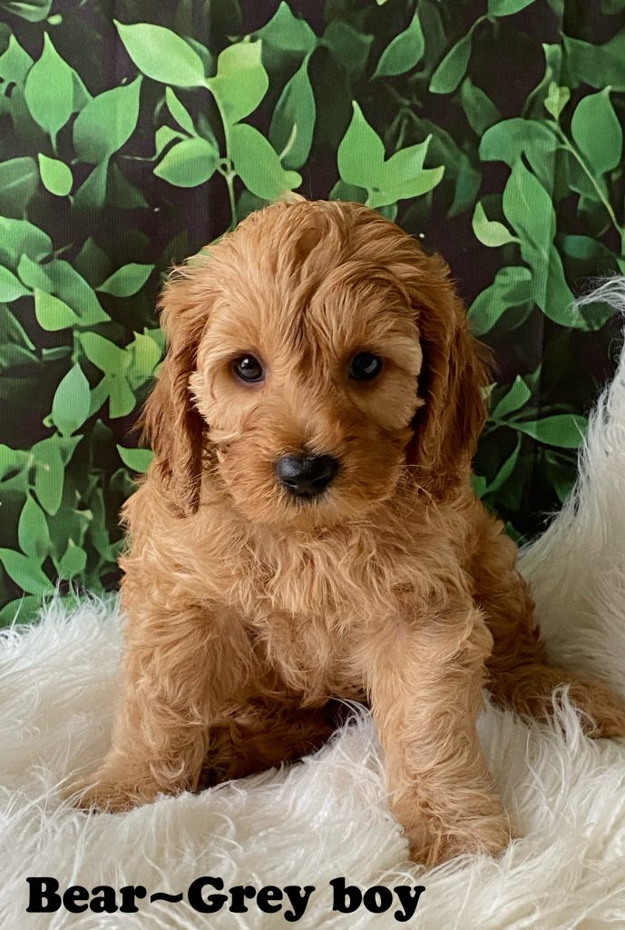 F1B Spoodle/Cavoodle Puppies - Little Angel Spoodles & Cavoodles