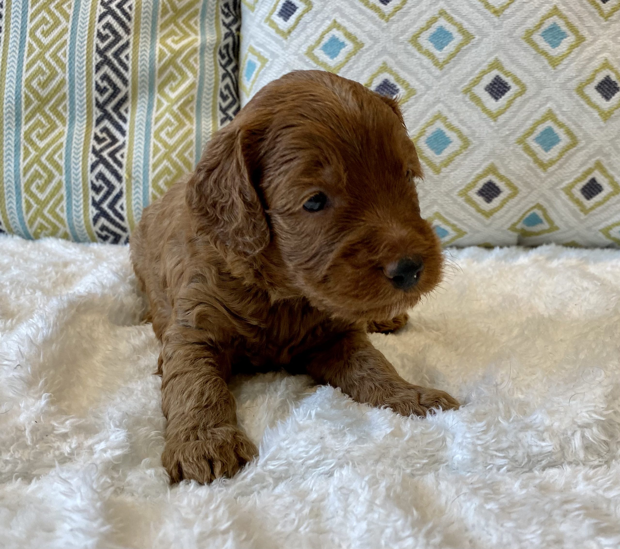 F1B Spoodle/Cavoodle Puppies - Little Angel Spoodles & Cavoodles
