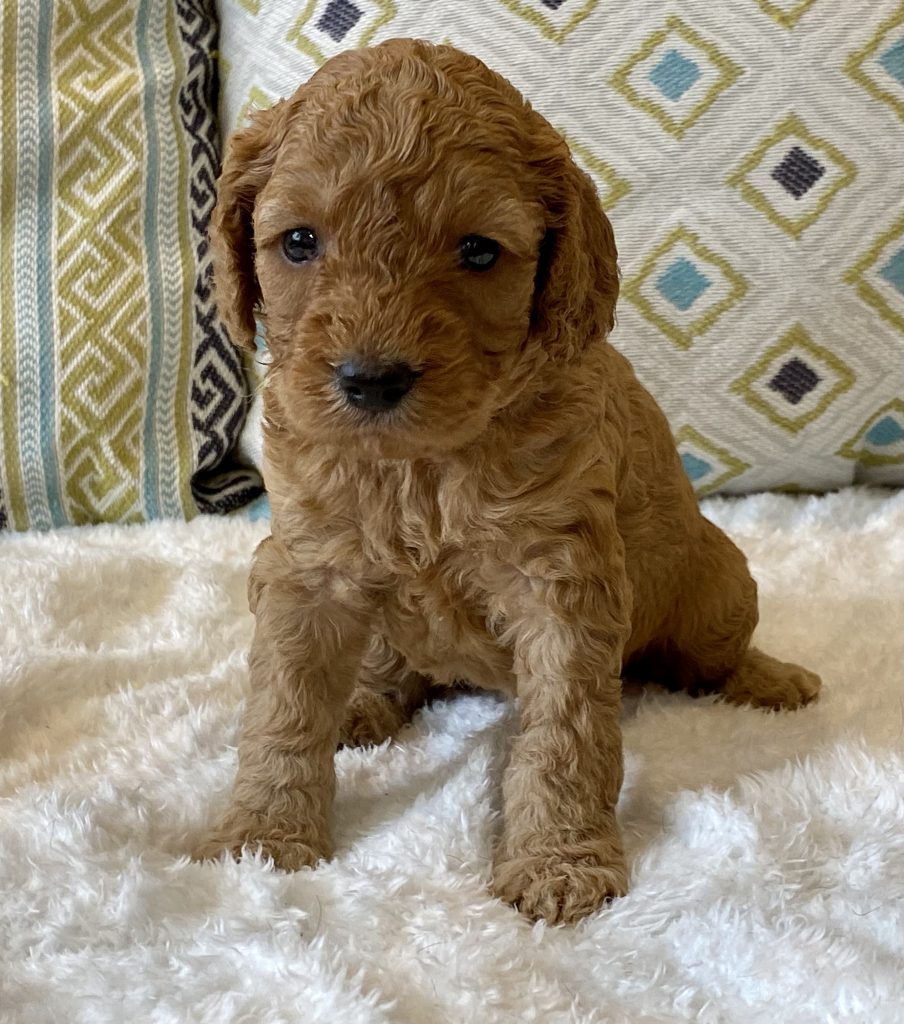 F1B Spoodle/Cavoodle Puppies - Little Angel Spoodles & Cavoodles