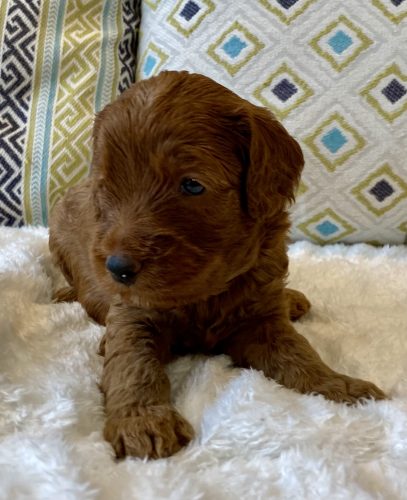 F1B Spoodle/Cavoodle Puppies - Little Angel Spoodles & Cavoodles