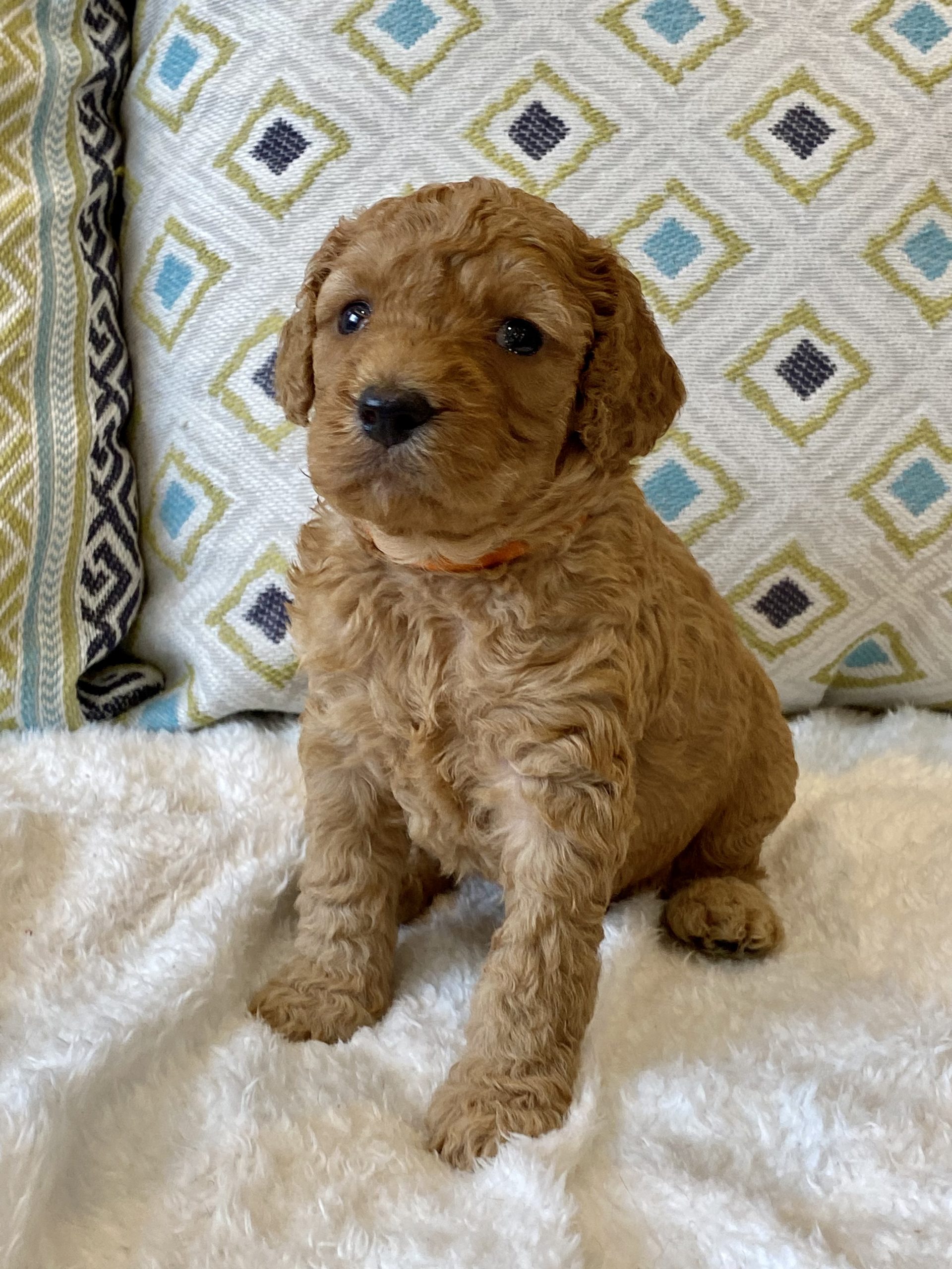 F1B Spoodle/Cavoodle Puppies - Little Angel Spoodles & Cavoodles