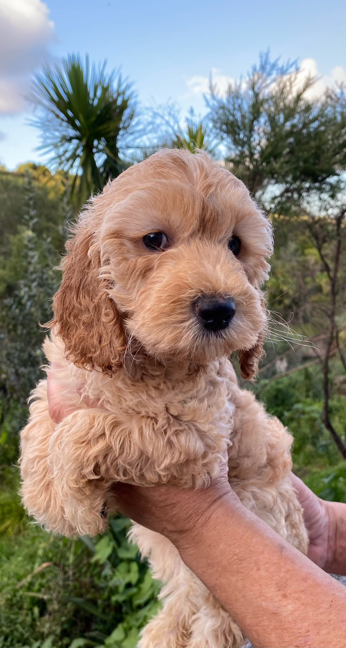 F1B Spoodle/Cavoodle Puppies - Little Angel Spoodles & Cavoodles