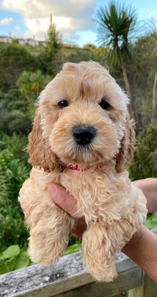 F1B Spoodle/Cavoodle Puppies - Little Angel Spoodles & Cavoodles
