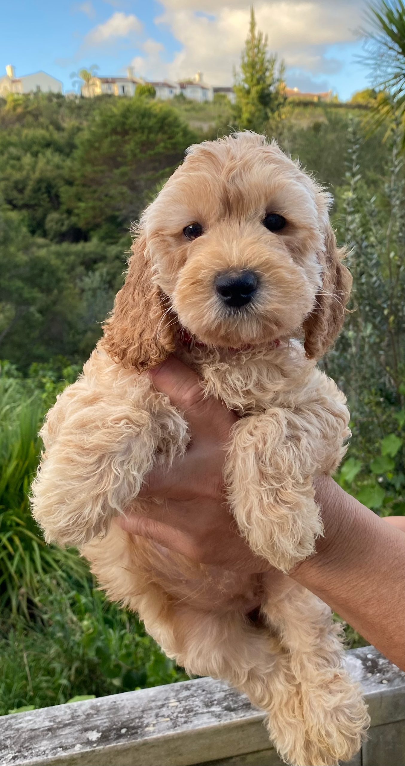 F1B Spoodle/Cavoodle Puppies - Little Angel Spoodles & Cavoodles