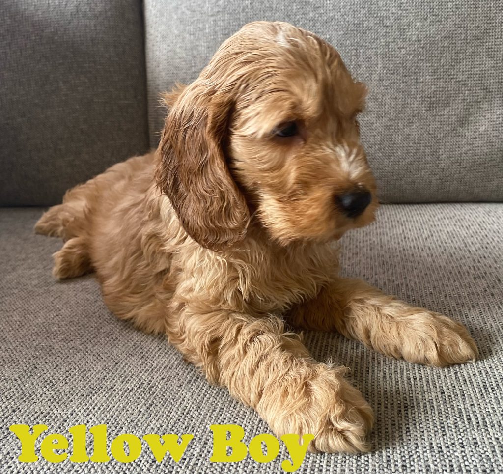 1st Generation Spoodle Puppies - Little Angel Spoodles & Cavoodles