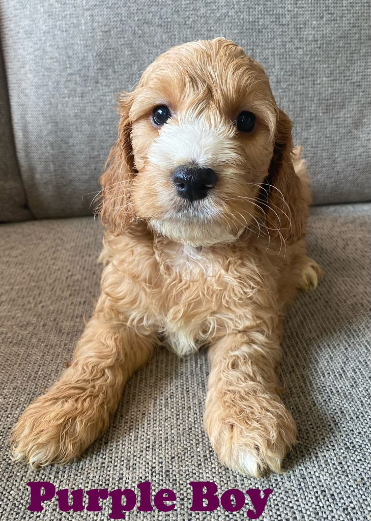 1st Generation Spoodle Puppies - Little Angel Spoodles & Cavoodles