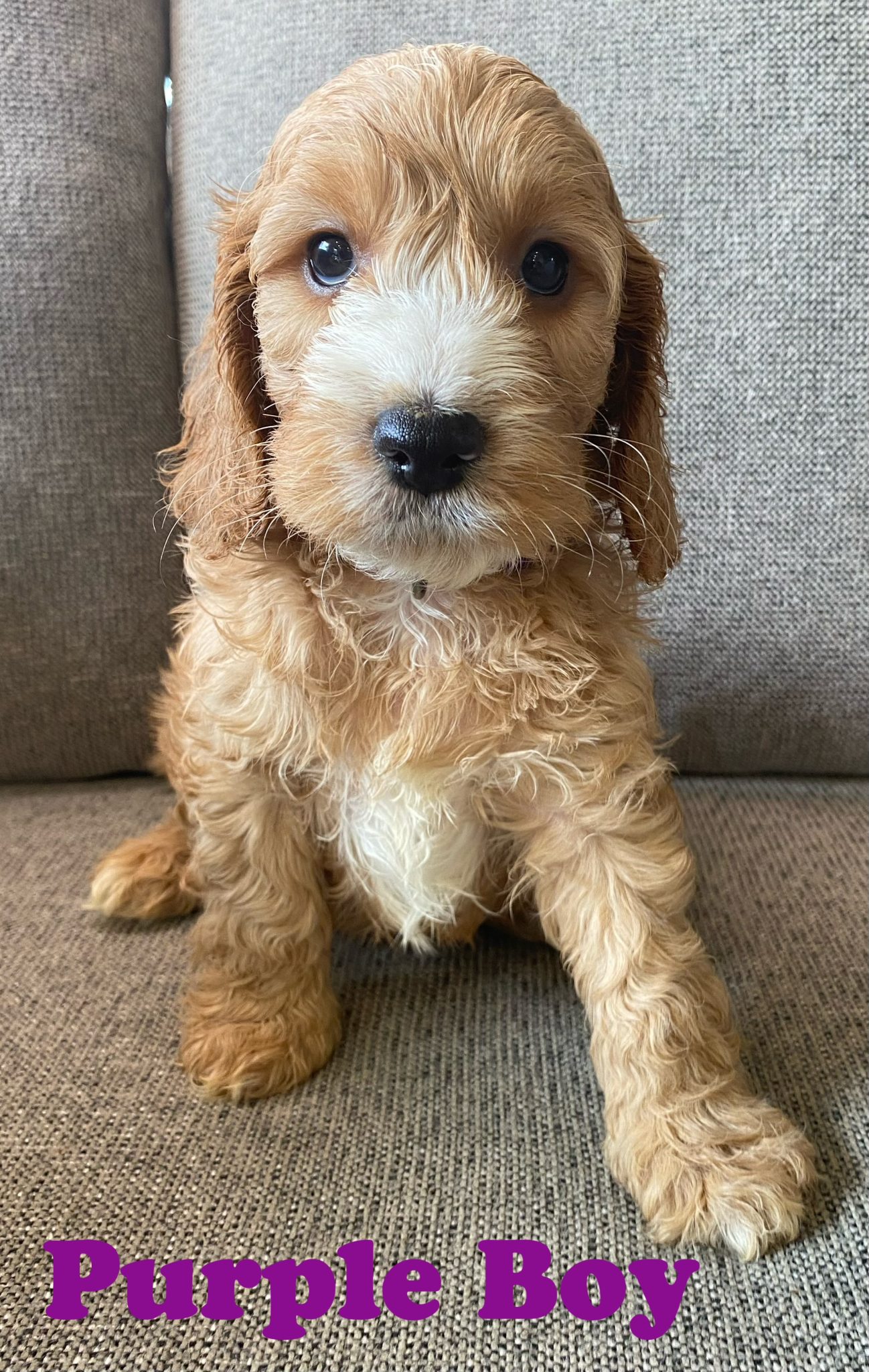 1st Generation Spoodle Puppies - Little Angel Spoodles & Cavoodles