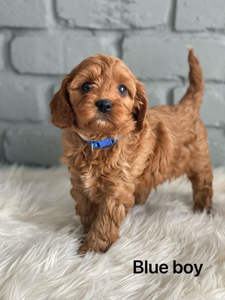 -1st Generation Cavoodles Puppies - Little Angel Spoodles & Cavoodles