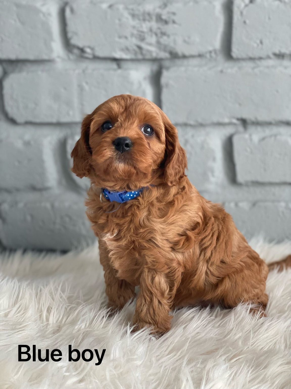 -1st Generation Cavoodles Puppies - Little Angel Spoodles & Cavoodles