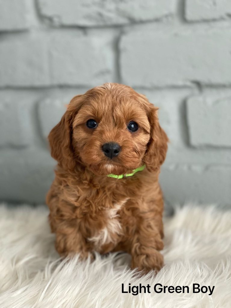 -1st Generation Cavoodles Puppies - Little Angel Spoodles & Cavoodles