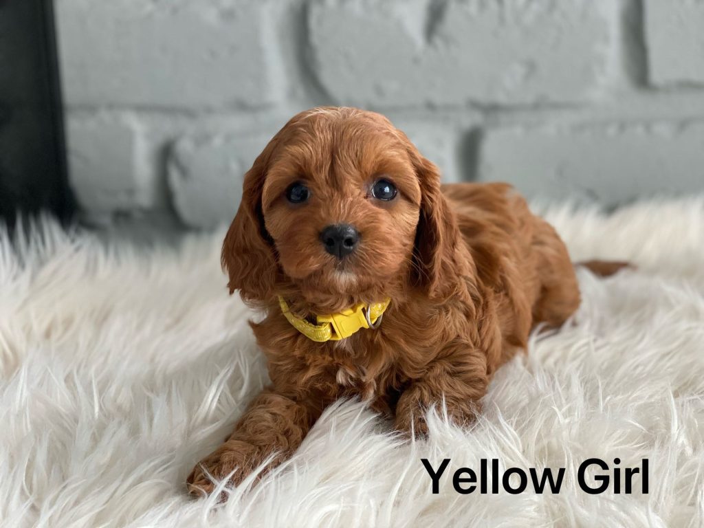 -1st Generation Cavoodles Puppies - Little Angel Spoodles & Cavoodles