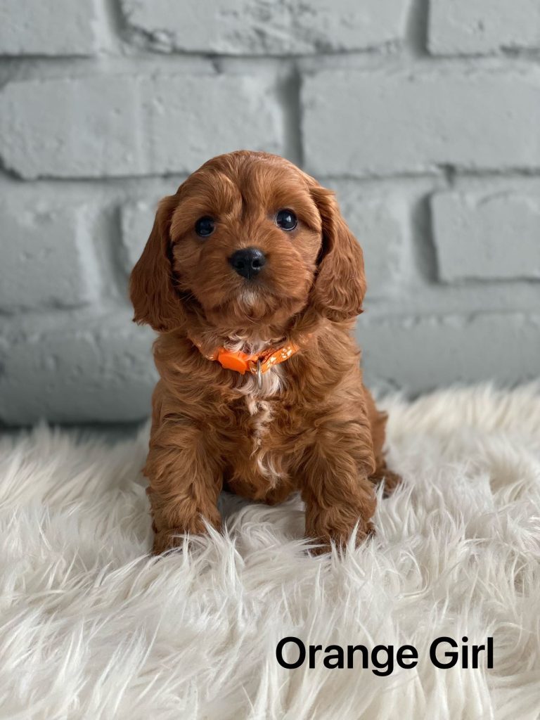 -1st Generation Cavoodles Puppies - Little Angel Spoodles & Cavoodles