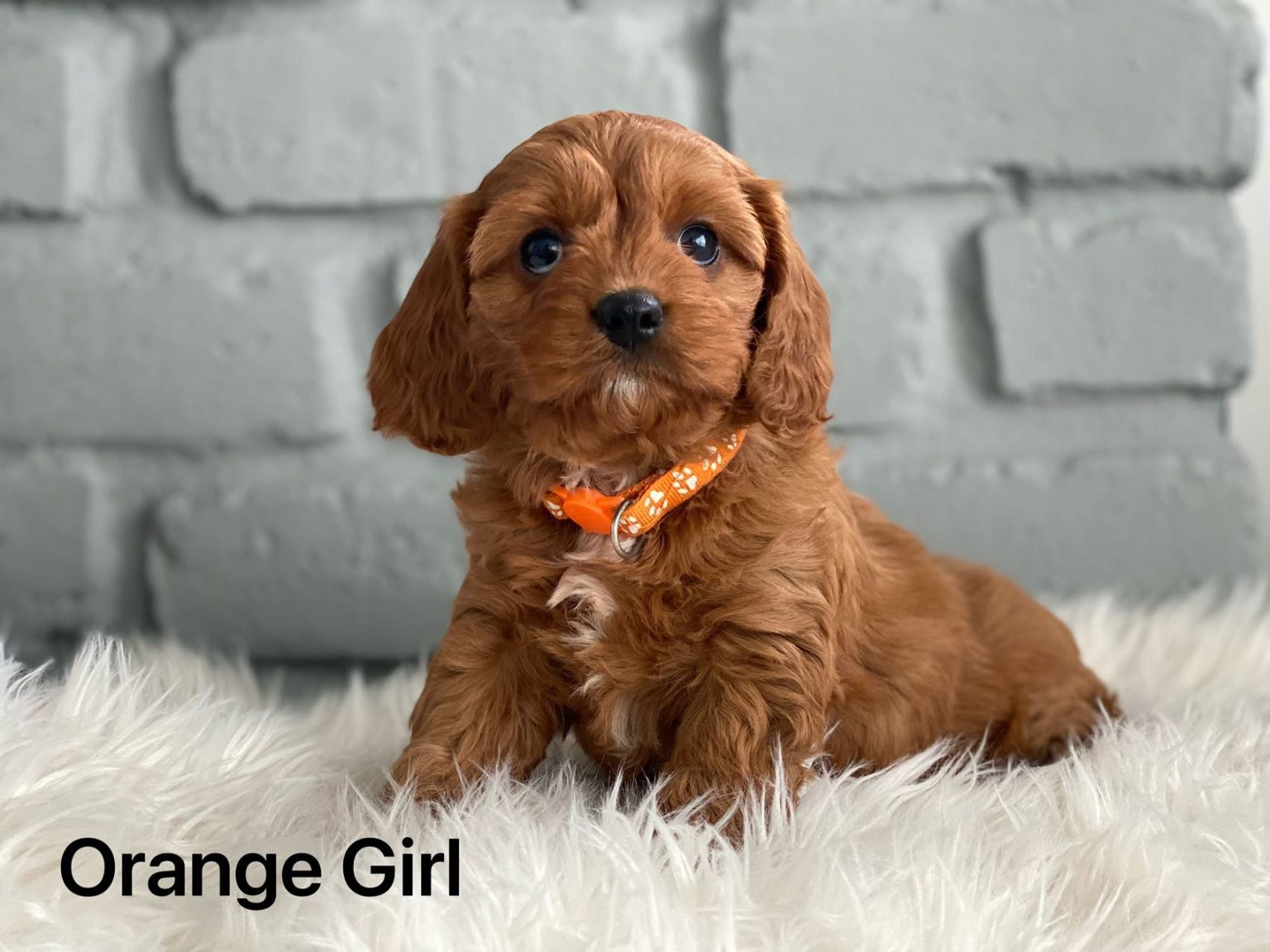 -1st Generation Cavoodles Puppies - Little Angel Spoodles & Cavoodles