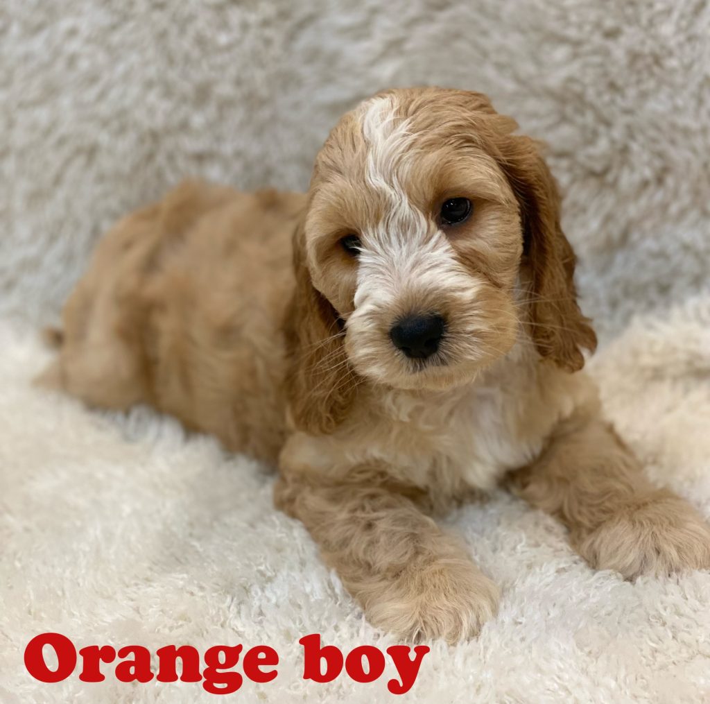 1st Generation Spoodle Puppies - Little Angel Spoodles & Cavoodles