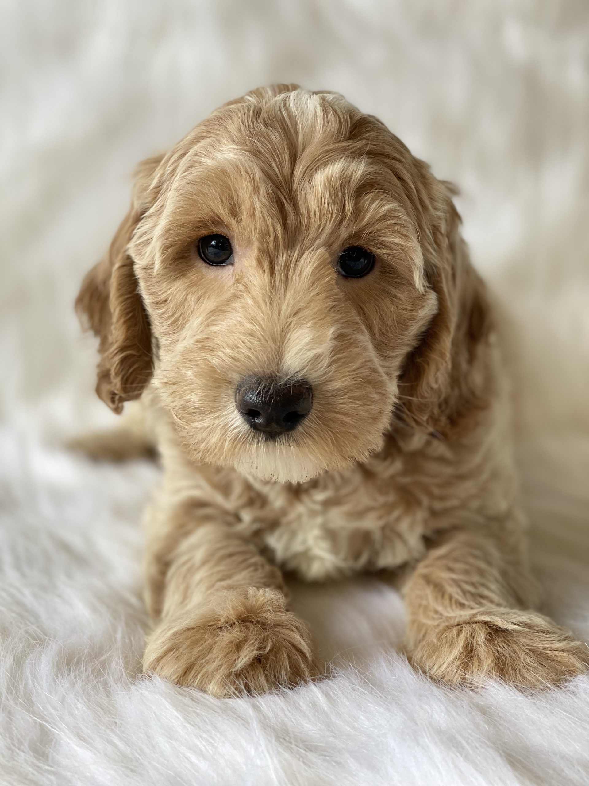 F1B Spoodle Puppies - Little Angel Spoodles & Cavoodles