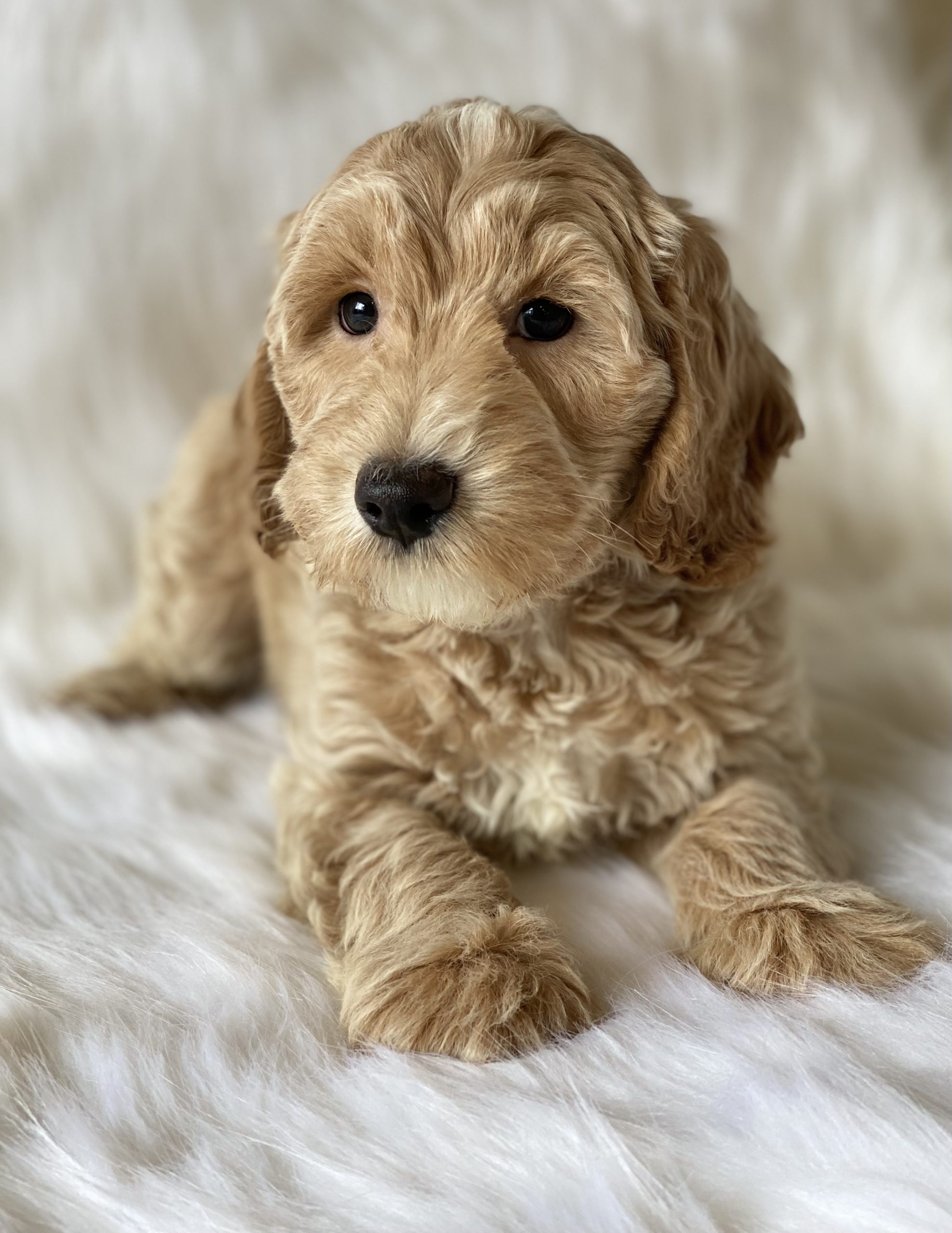 F1B Spoodle Puppies - Little Angel Spoodles & Cavoodles