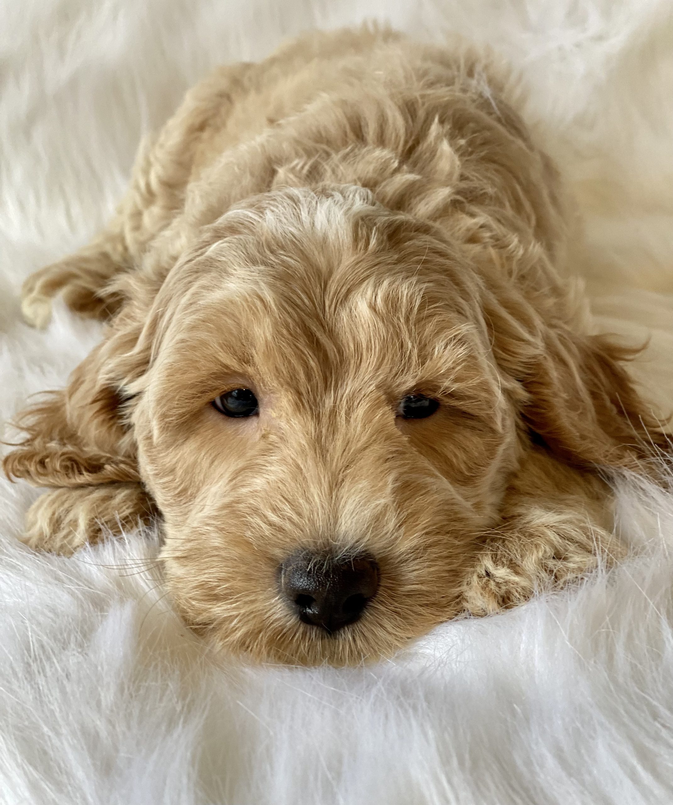 F1B Spoodle Puppies - Little Angel Spoodles & Cavoodles