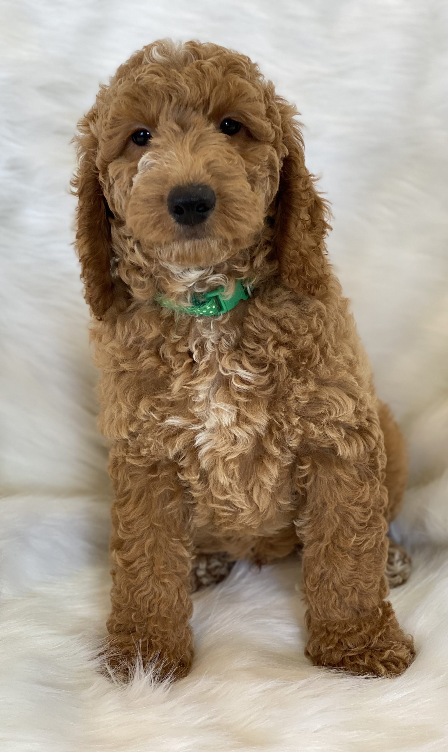 F1B Spoodle Puppies - Little Angel Spoodles & Cavoodles