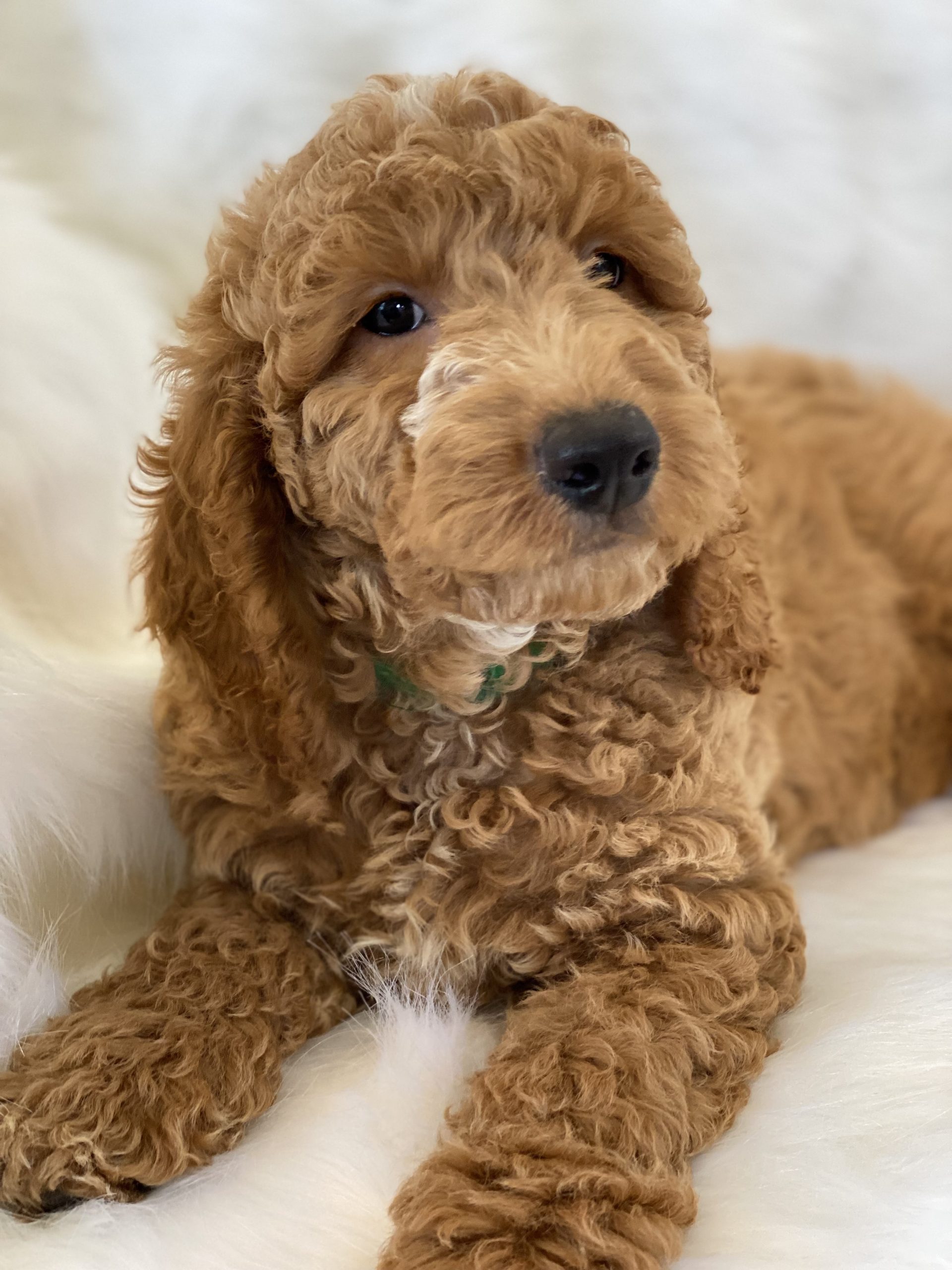 F1B Spoodle Puppies - Little Angel Spoodles & Cavoodles