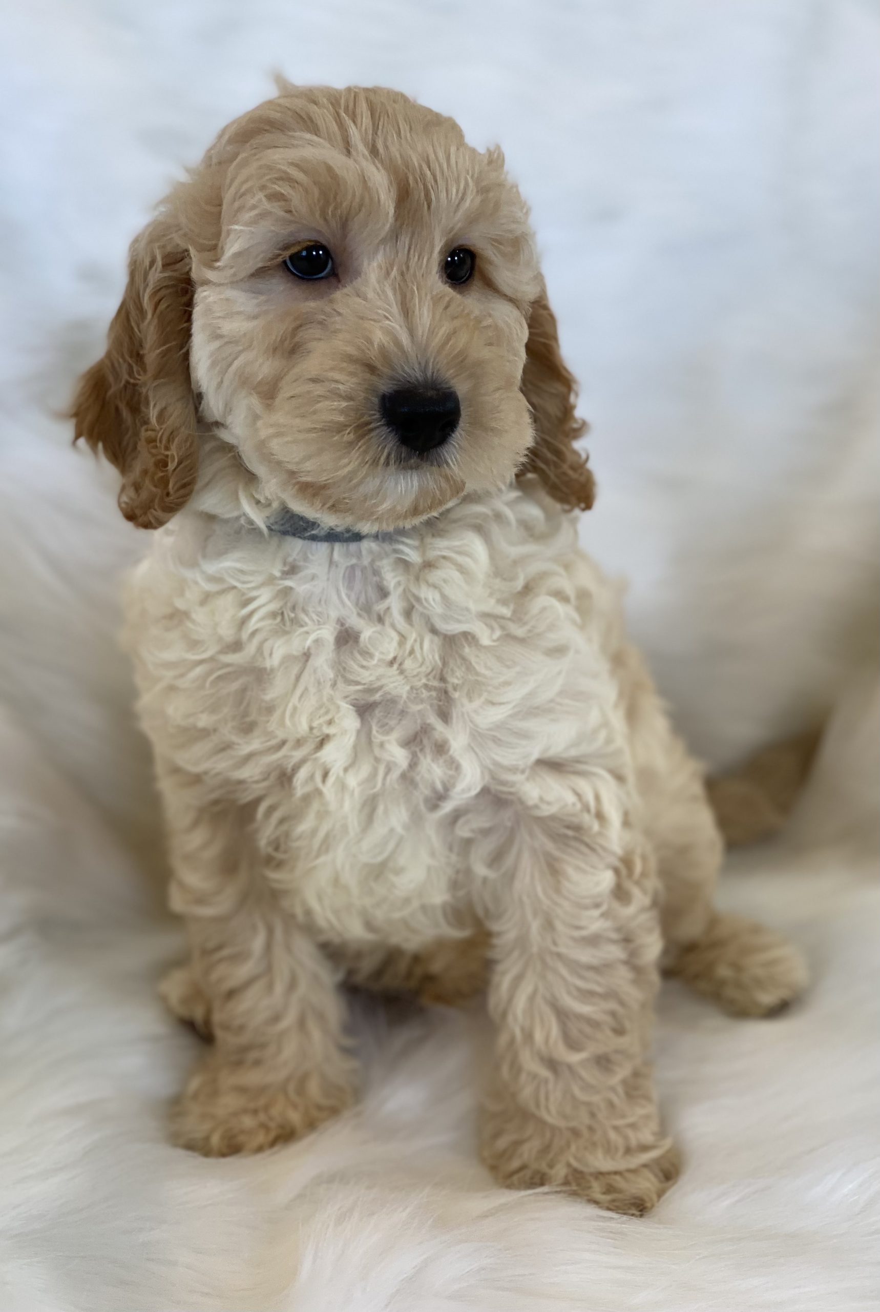 F1B Spoodle Puppies - Little Angel Spoodles & Cavoodles