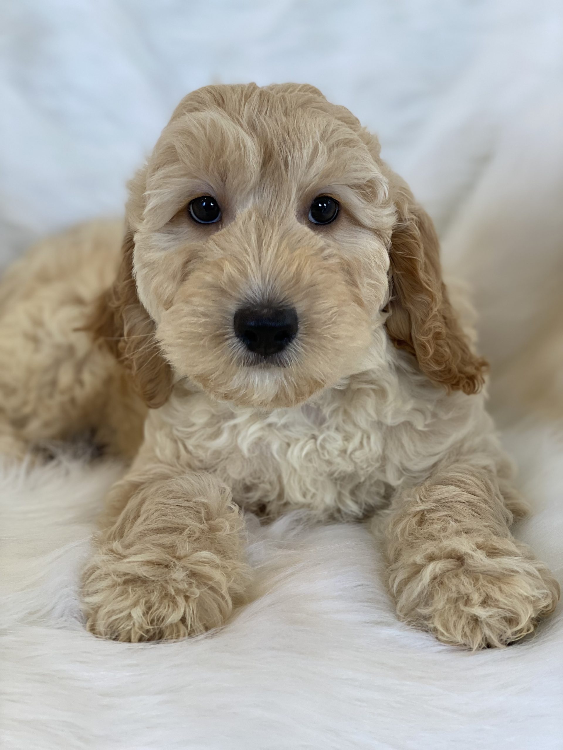 F1B Spoodle Puppies - Little Angel Spoodles & Cavoodles