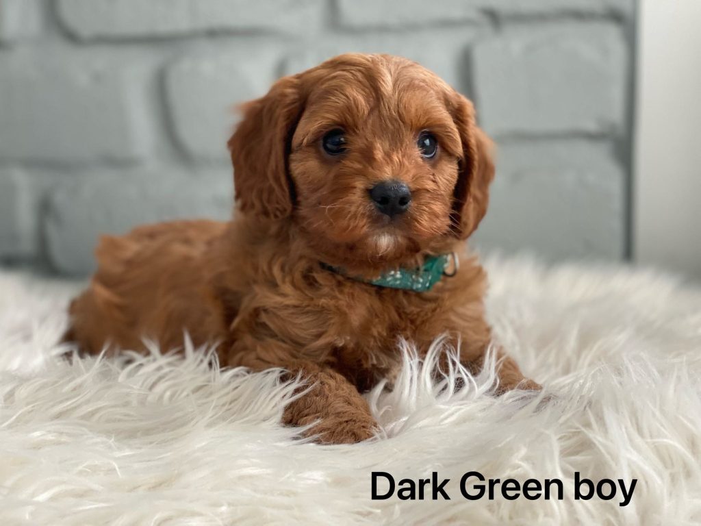 -1st Generation Cavoodles Puppies - Little Angel Spoodles & Cavoodles