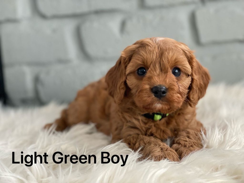 -1st Generation Cavoodles Puppies - Little Angel Spoodles & Cavoodles