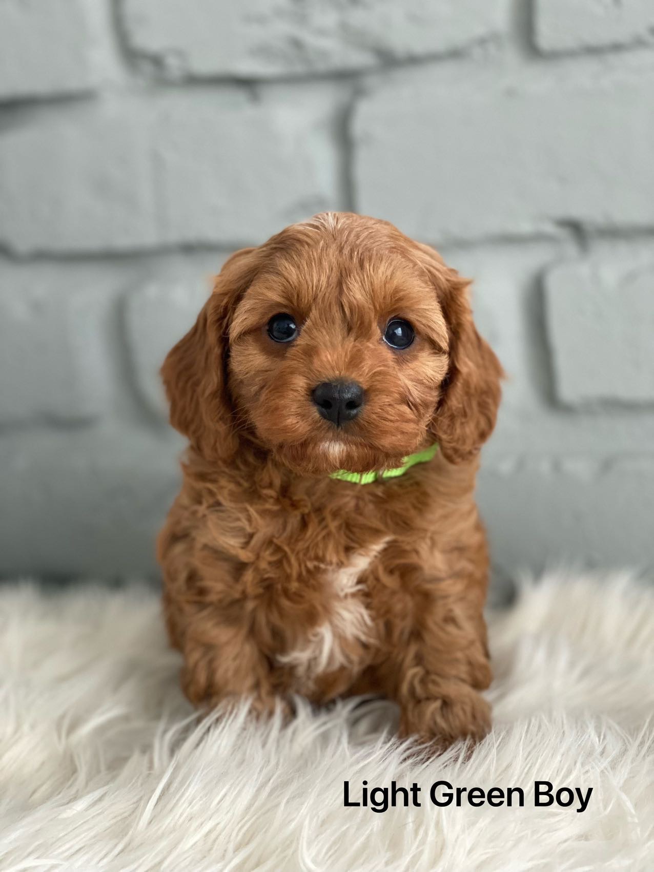 -1st Generation Cavoodles Puppies - Little Angel Spoodles & Cavoodles