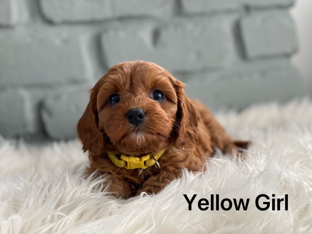 -1st Generation Cavoodles Puppies - Little Angel Spoodles & Cavoodles