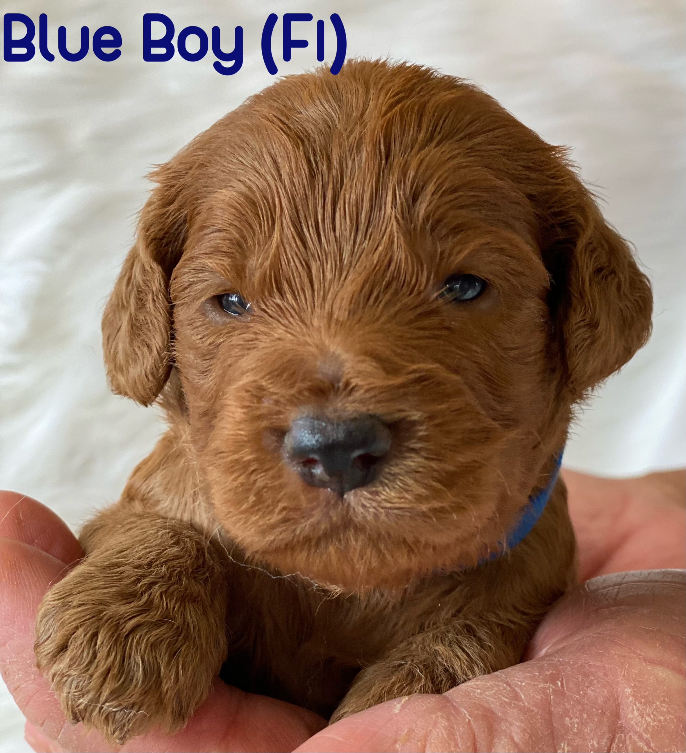 1st Generation Spoodle Puppies - Little Angel Spoodles & Cavoodles