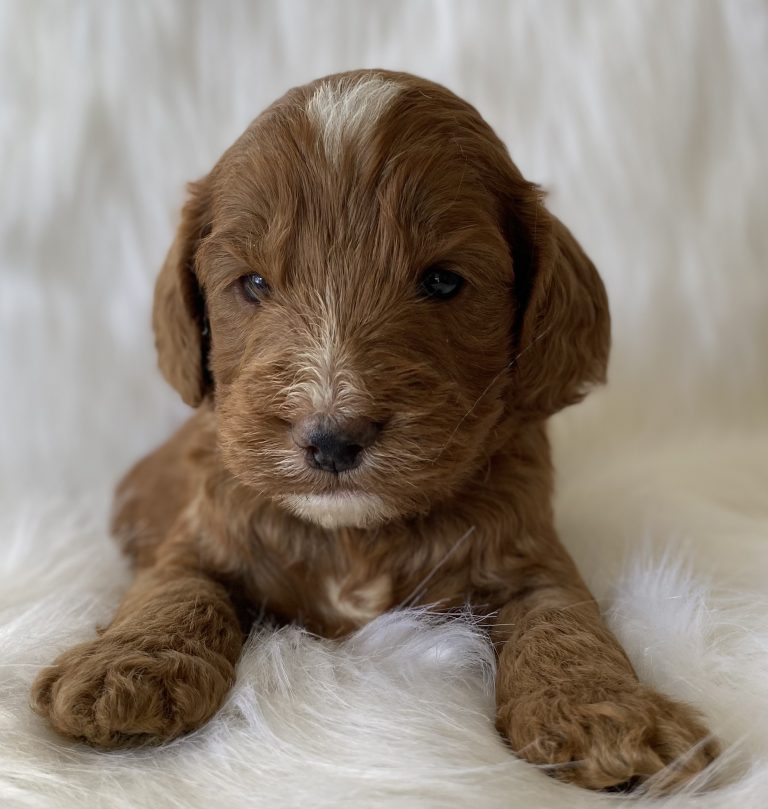 Home Page - Little Angel Spoodles & Cavoodles