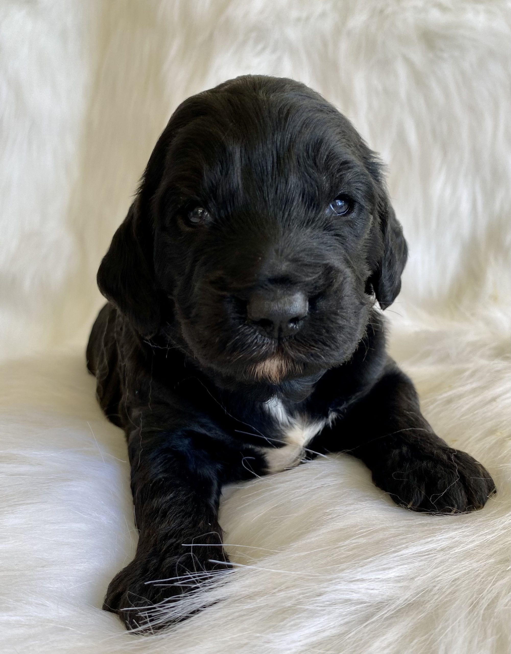 Home Page - Little Angel Spoodles & Cavoodles