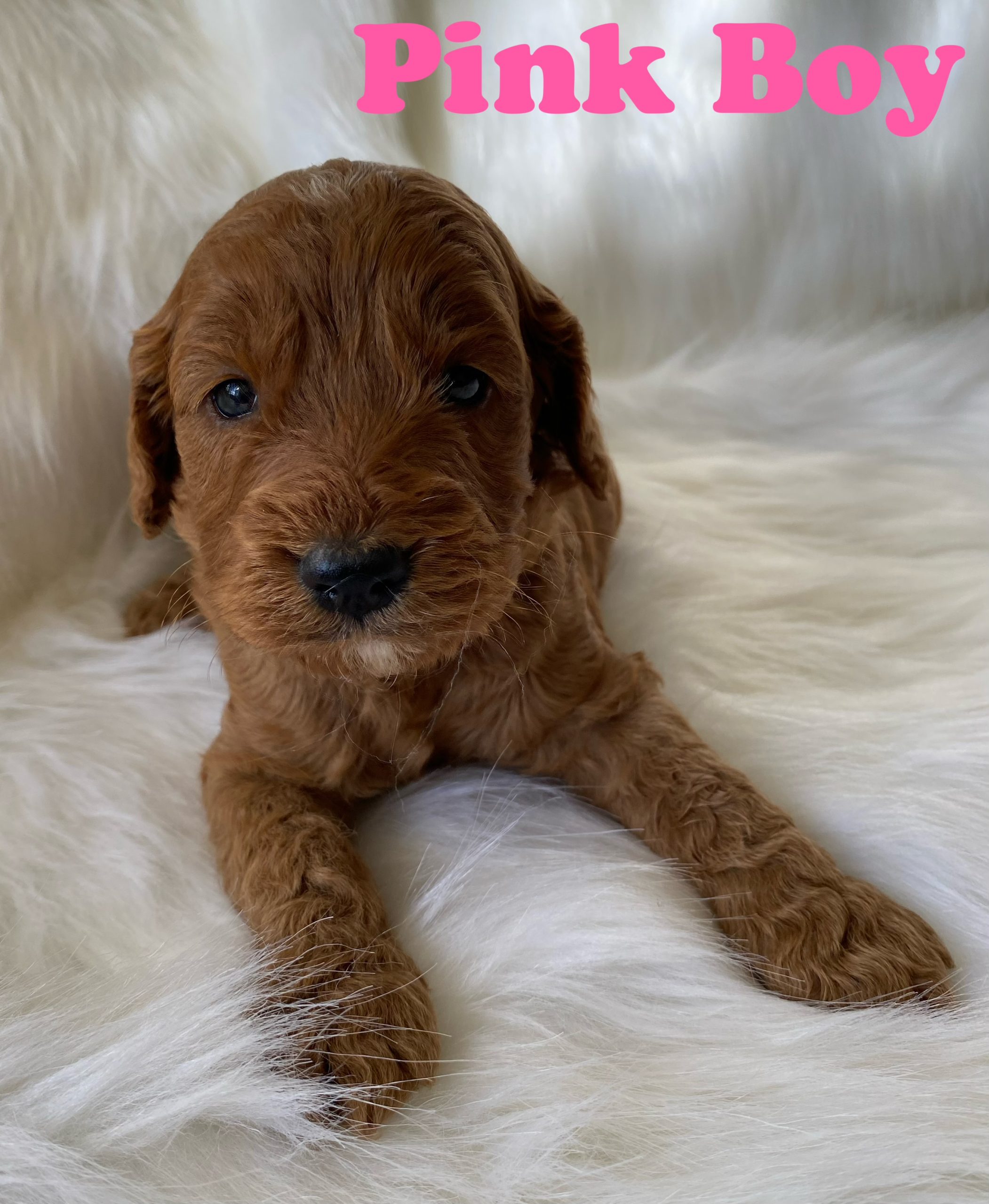 1st Generation Spoodle Puppies - Little Angel Spoodles & Cavoodles