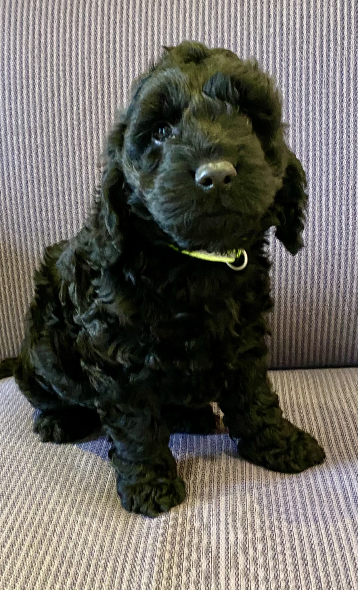 1st Generation Spoodle Puppies - Little Angel Spoodles & Cavoodles