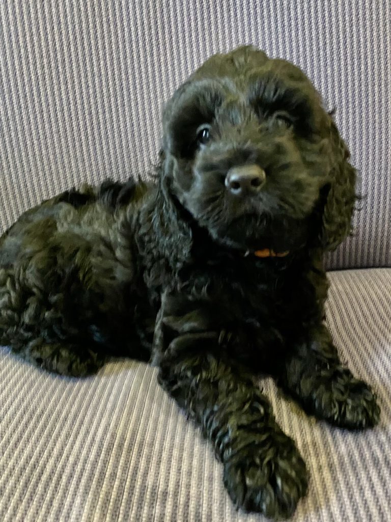 1st Generation Spoodle Puppies - Little Angel Spoodles & Cavoodles