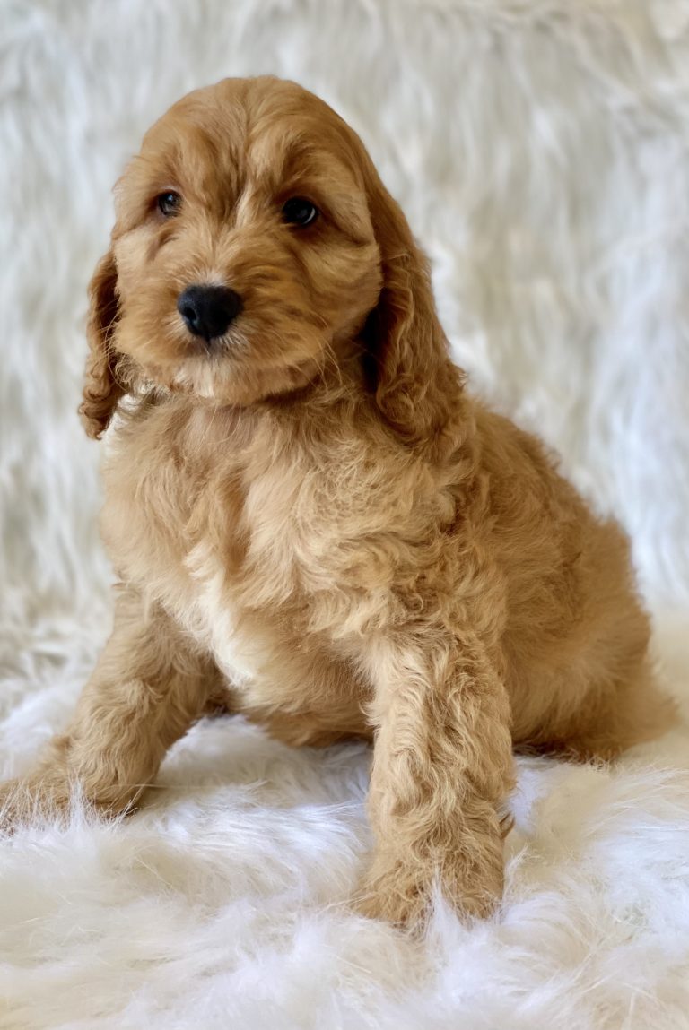 1st Generation Spoodle Puppies - Little Angel Spoodles & Cavoodles