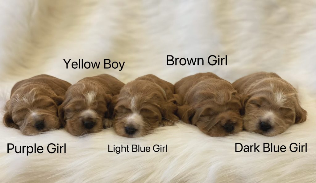 Golden Cocker Spaniel Puppies - Little Angel Spoodles & Cavoodles