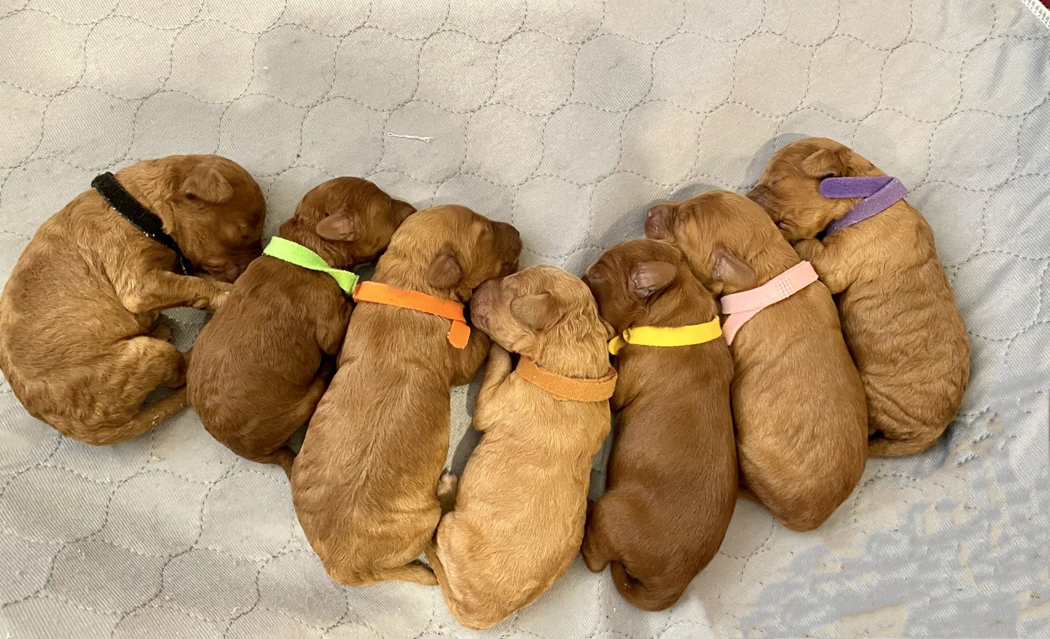 Nurseries ~ Newborn Fur babies - Little Angel Spoodles & Cavoodles