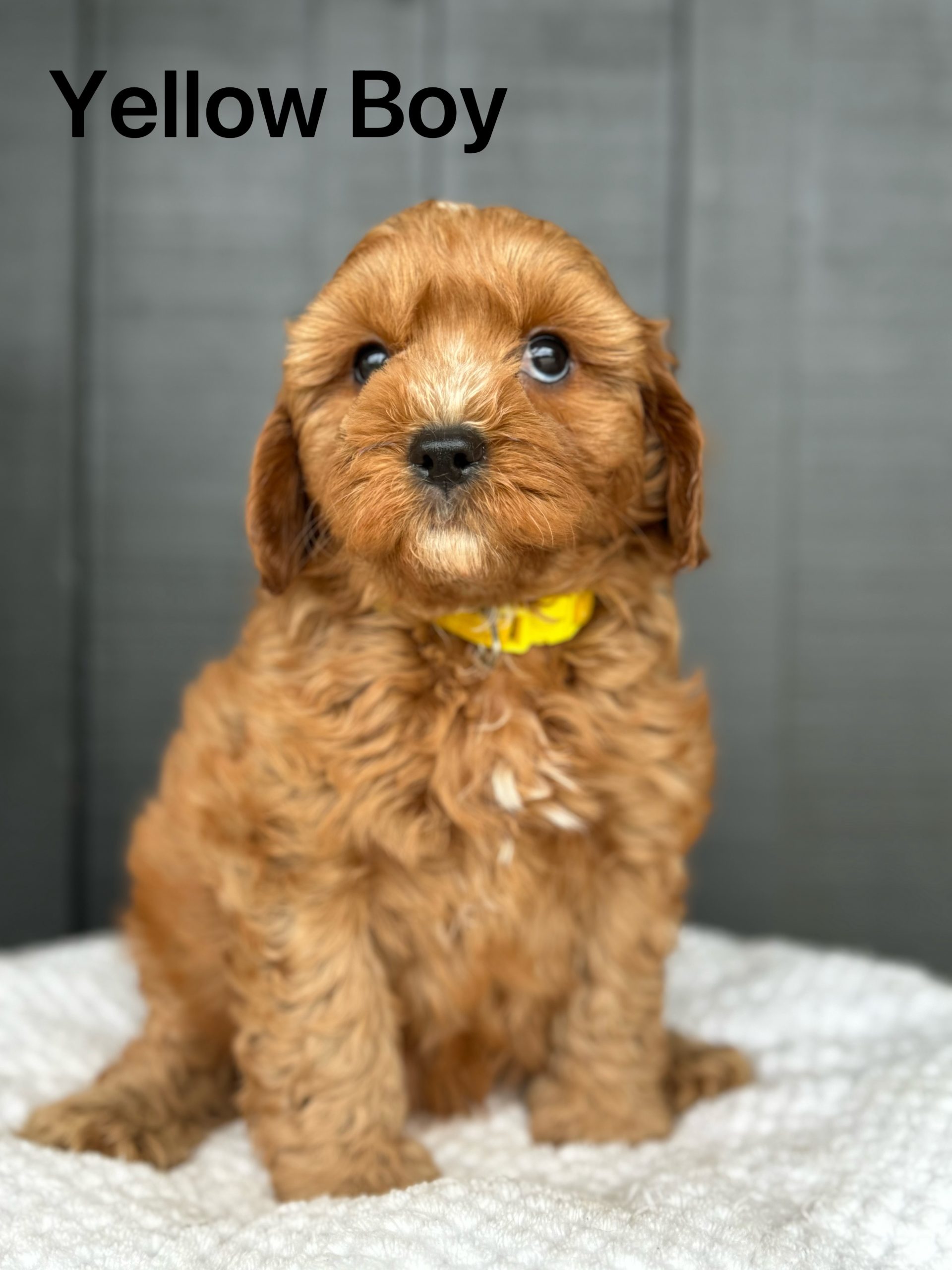 -1st Generation Cavoodles Puppies - Little Angel Spoodles & Cavoodles