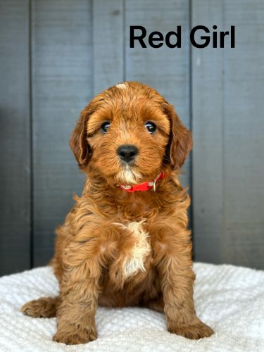 -1st Generation Cavoodles Puppies - Little Angel Spoodles & Cavoodles