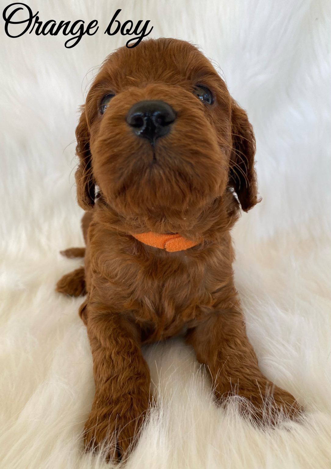 1st Generation Spoodle Puppies - Little Angel Spoodles & Cavoodles