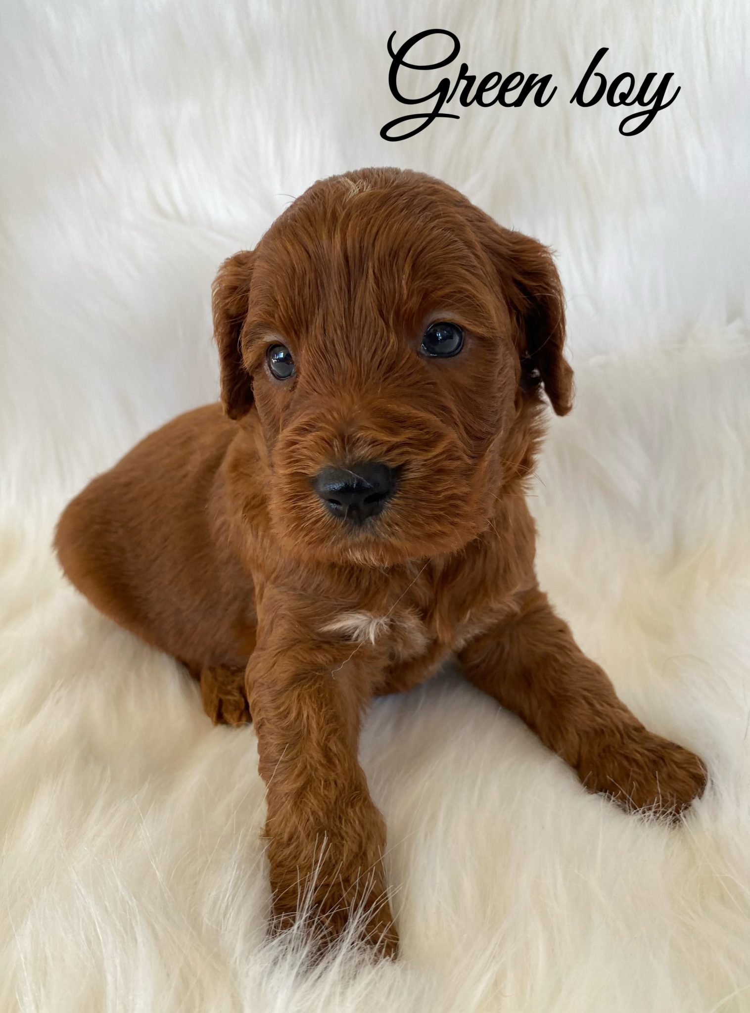 1st Generation Spoodle Puppies - Little Angel Spoodles & Cavoodles