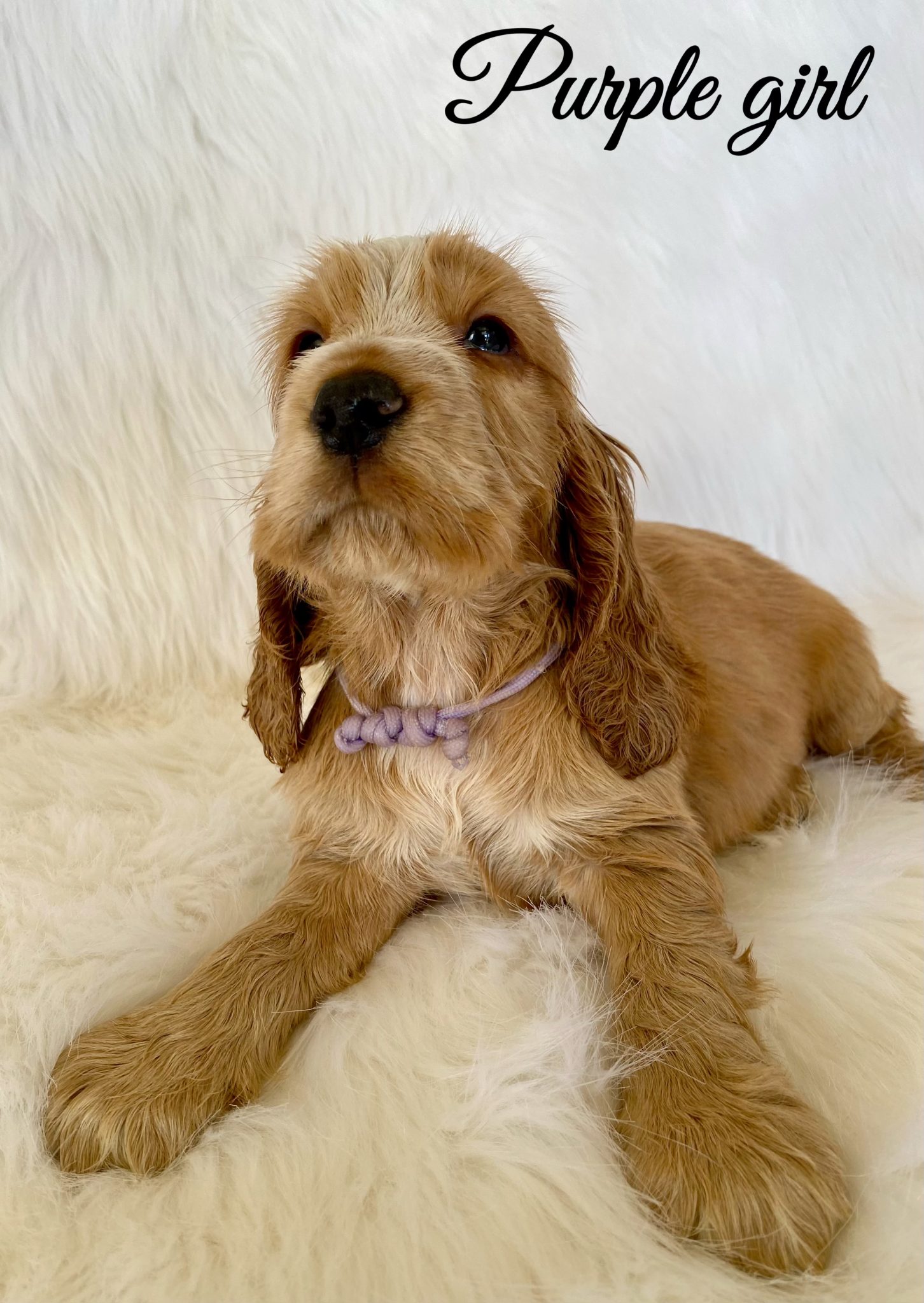 Golden Cocker Spaniel Puppies - Little Angel Spoodles & Cavoodles