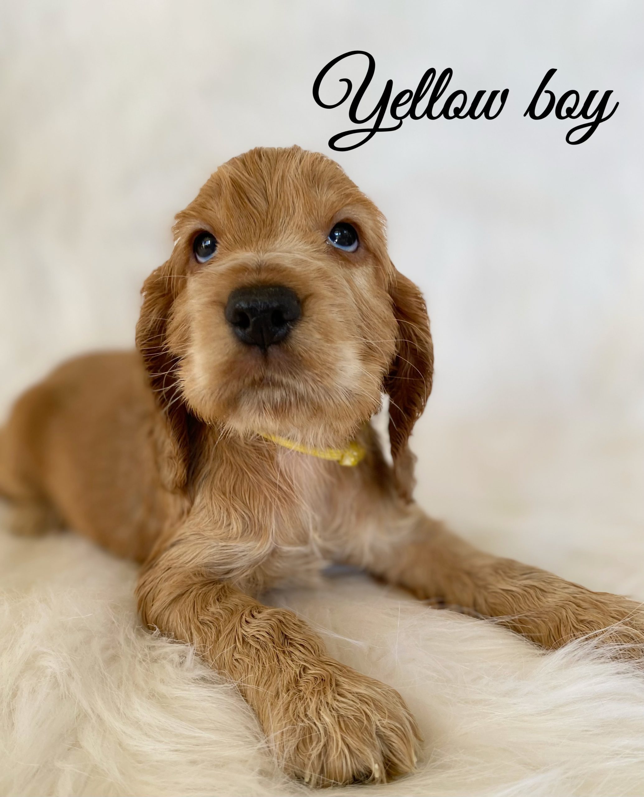 Golden Cocker Spaniel Puppies - Little Angel Spoodles & Cavoodles
