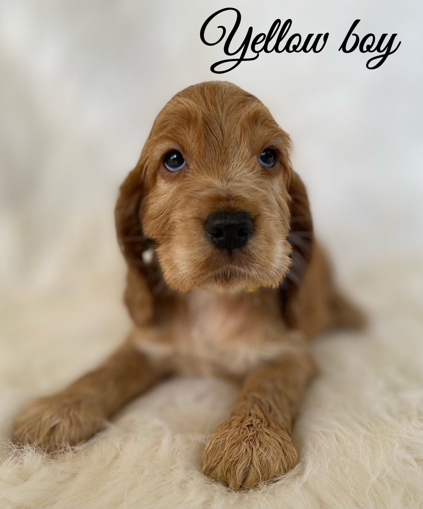 Golden Cocker Spaniel Puppies - Little Angel Spoodles & Cavoodles