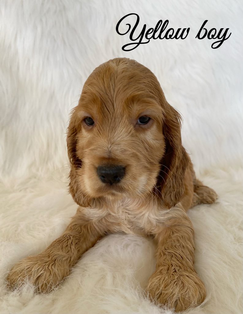 Golden Cocker Spaniel Puppies - Little Angel Spoodles & Cavoodles
