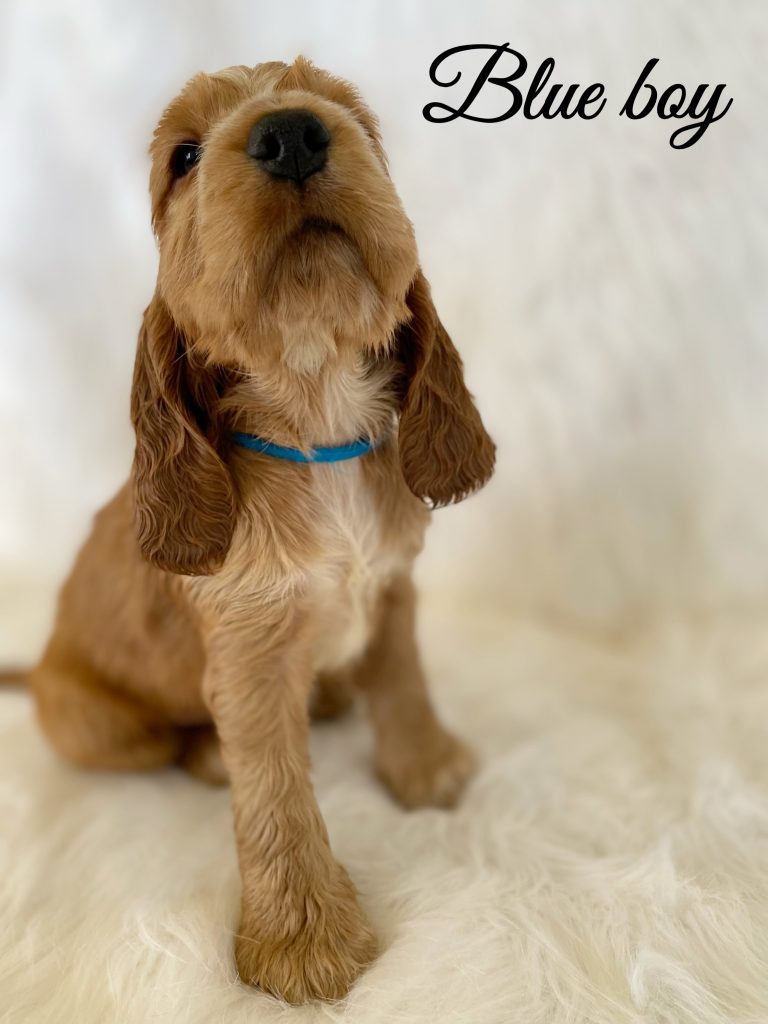 Golden Cocker Spaniel Puppies - Little Angel Spoodles & Cavoodles
