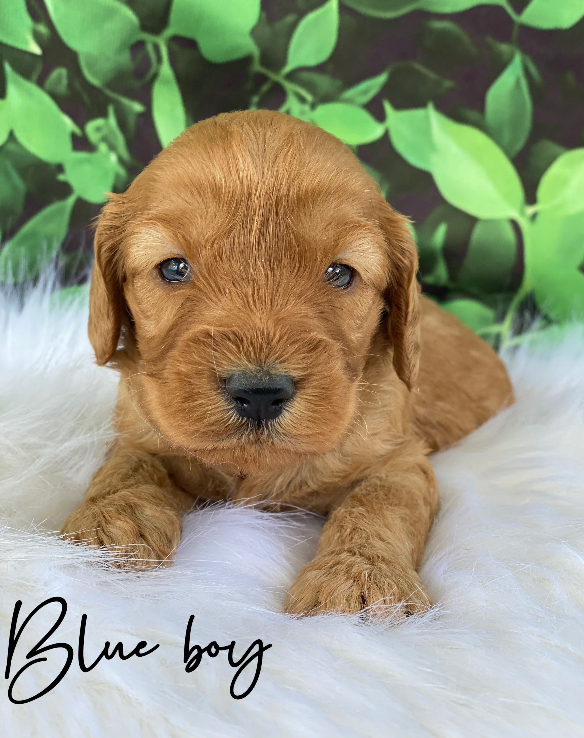 1st Generation Spoodle Puppies - Little Angel Spoodles & Cavoodles