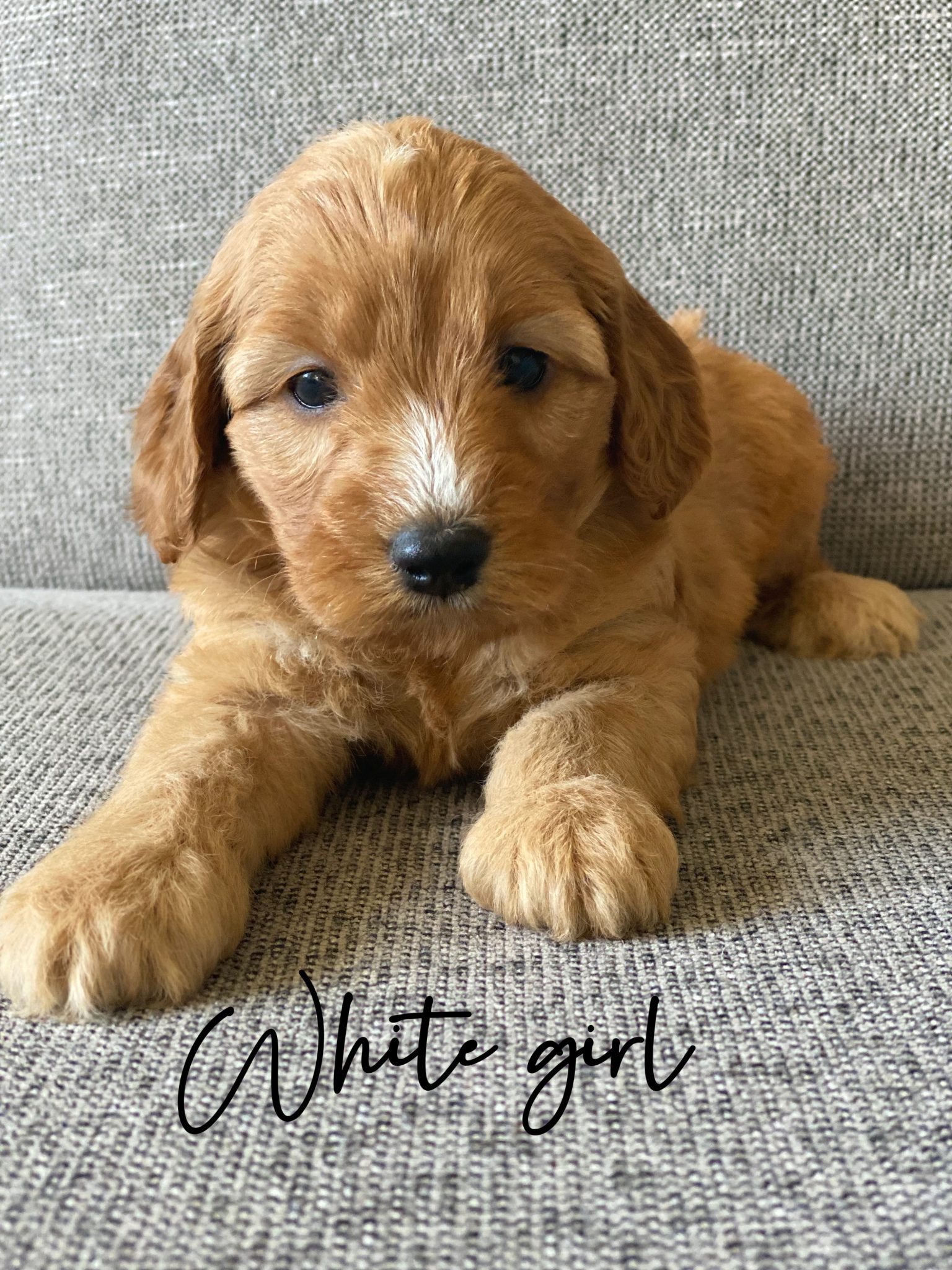 1st Generation Spoodle Puppies - Little Angel Spoodles & Cavoodles