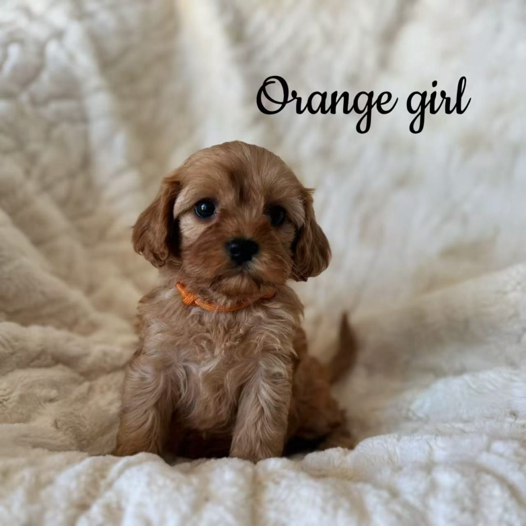 -1st Generation Cavoodles Puppies - Little Angel Spoodles & Cavoodles